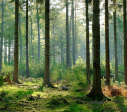 Nature's Healing - Fimfiction