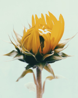 The Mare Who Spit Flowers - Fimfiction