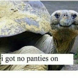 Flutterbat Vs TimberJack - Fimfiction