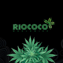 Obtain original coco peat and coir substrate at cost-effective prices ...