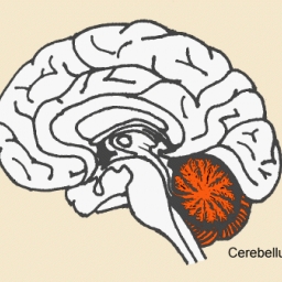 Long Dong Von Schlong - Fimfiction